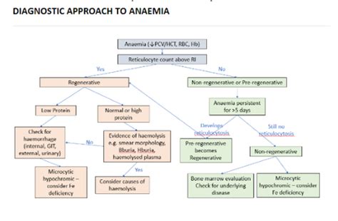 Week 9 Non Regenerative Anaemia Erythrocytosis And Erythrocyte Metabolic Disorders Flashcards