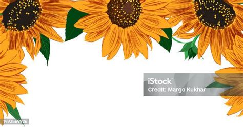 해바라기와 나뭇잎의 프레임입니다 꽃과 밝고 다채로운 예술적 테두리 손으로 그림을 그리는 꽃 그림 다양한 소셜 미디어 디자인을 위한 요소 흰색으로 분리된 벡터 그림입니다