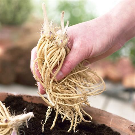 Hosta Elisabeth à Vendre En Ligne Dans Lue Directement Depuis Les Pays Bas