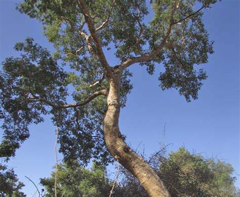 Gran Acuario Mazatlán El Acuario Más Grande De Latinoamérica