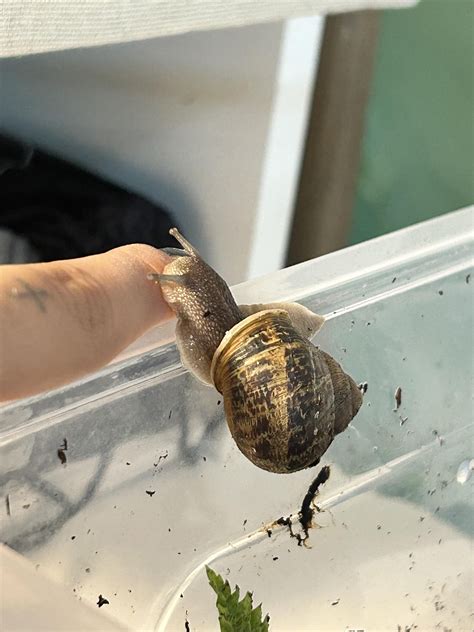 Vicious Snail Attack O Rsnails