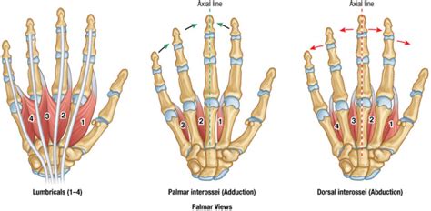 Lumbricals And Interossei Of Hand
