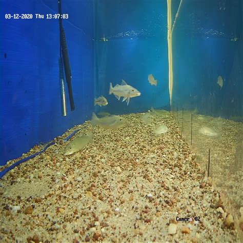 GitHub Shreesha Sur Sillago Sihama Vid An Extensive Dataset For Fish Behaviour Analysis Via