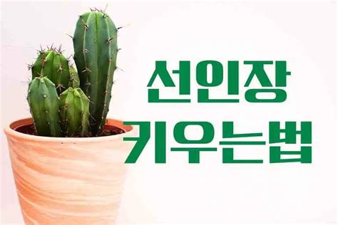 선인장 키우는법 17단계 따라해 보세요 꽃플라워