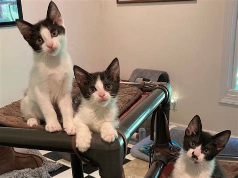 Cute Ctas Islands Feral Cat Project