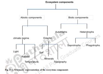 Ecosystem Structure And Functions Ecosystem Structures Functions