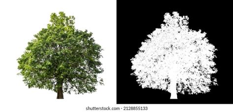 White Background Isolate Images Stock Photos Vectors
