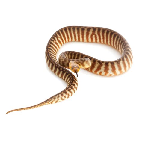 Woma Python Reptichip Llc