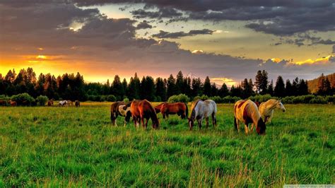 Hd Ranch Wallpapers 4k Hd Backgrounds On Wallpaperbat