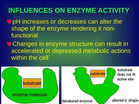 Acid Base Homeostasis Ppt