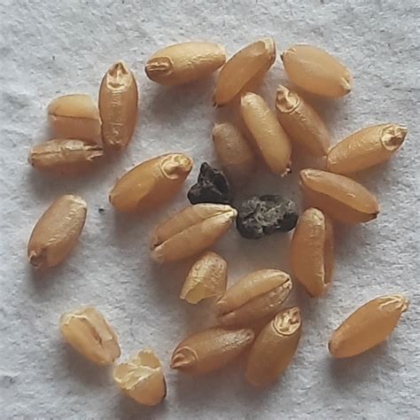 Wheat Seed Classification Object Detection Dataset By Test