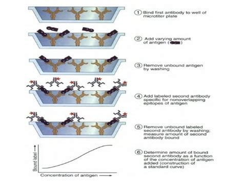 Immunology Lecture 9pptx Powerpoint Ppt Ppt