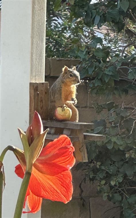 You Messed With Squirrels Morty Squirrels R Squirrels