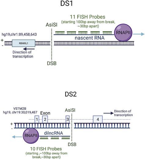 Detecting Rna Protein Proximity At Dna Double Strand Breaks Using
