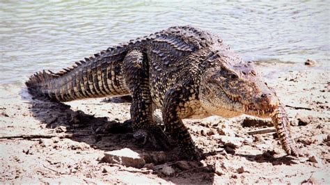 The Most Dangerous Crocodiles In The World Reptilekingz