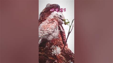 هو الله الذي لا إله إلا هو الملك القدوس السلام المؤمن المهيمن Youtube