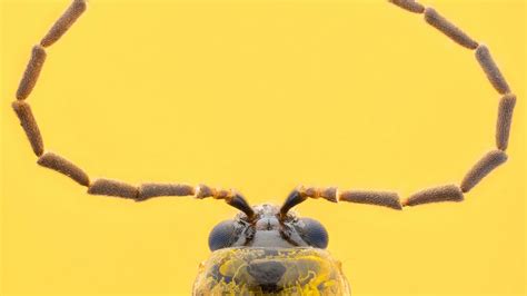 Corn Rootworm Environmental Factor