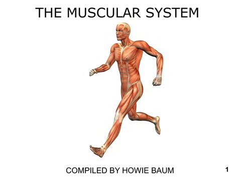 The Muscular System Structure Function And Common Pathologies
