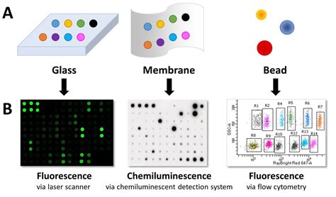 multiplex protein detection with antibody arrays raybiotech raybiotech