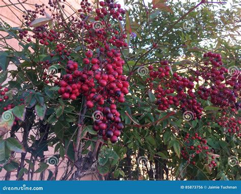 Red Berries On A Tree In Winter Stock Photo Image Of Evergreen Common 85873756