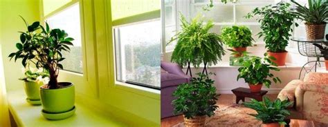 Светлина за стайни растения