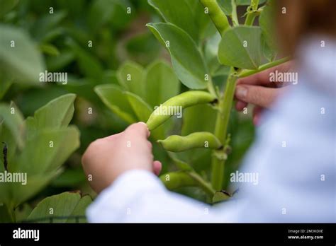 Australian Crop Research Hi Res Stock Photography And Images Alamy