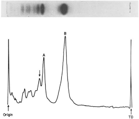 Figure 1 From Proteins Of The Postsynaptic Density Semantic Scholar