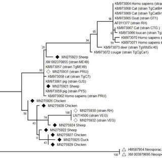 Molecular Phylogenetic Analysis Of Different Types Of Toxoplasma