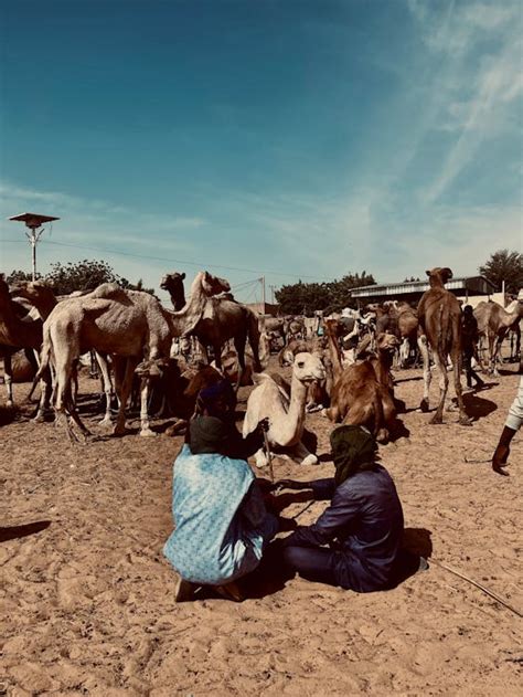 Безкоштовне стокове фото африка блакитне небо верблюд верблюди на сонці верблюди стоять