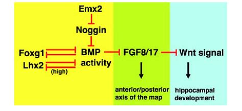 Preliminary Model Of Signaling Interactions That Pattern The Mouse