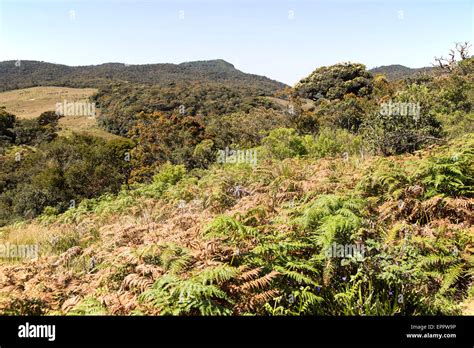 Montane Grassland And Cloud Forest Environment Horton Plains National Park Sri Lanka Asia
