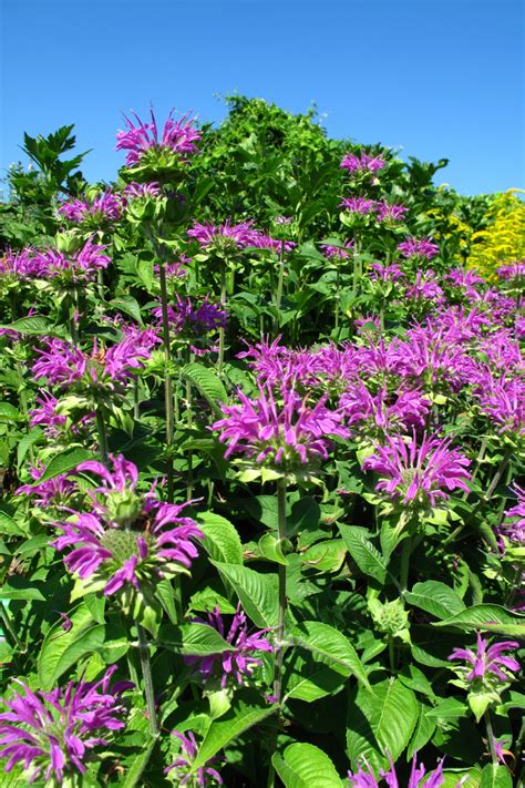 How To Grow Wild Bergamot Monarda Fistulosa Bright Lane Gardens