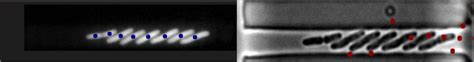 Python Opencv Matching Centroid Points Of Bacteria In Two Images Stack Overflow