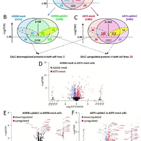Summary Of The Quantitative Data Obtained By Proteomic Analysis Of Mock Download Scientific