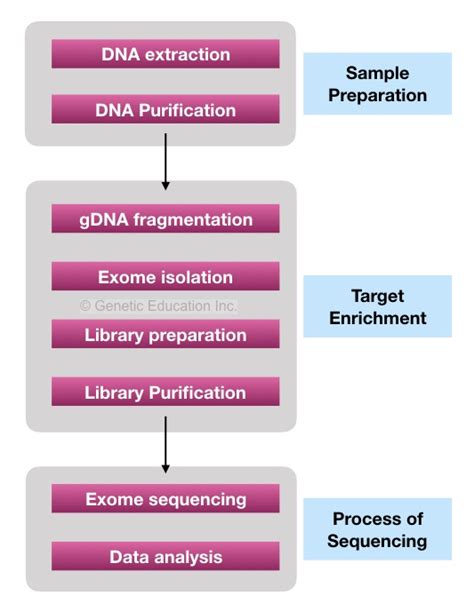 What Is Whole Exome Sequencing Genetic Education