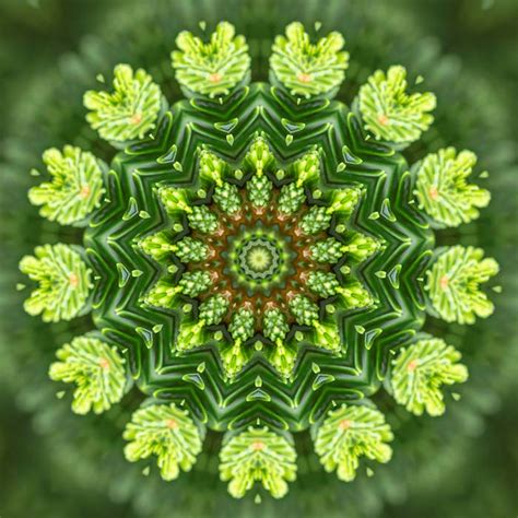 Bio Geometric Integration Envelopes The Whole Body Bgi Europe Seminars®