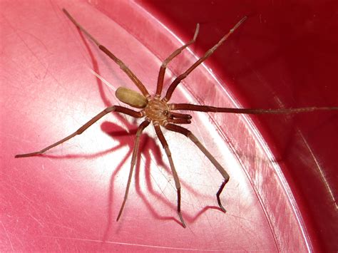 Male Southern House Spider Kukulcania Hibernalis By Kamose On Deviantart