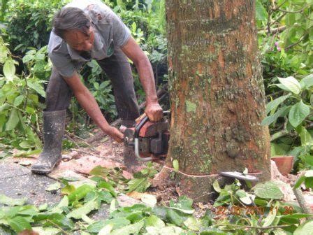 Tree Cutting Pruning Removal Planting Services In Singapore