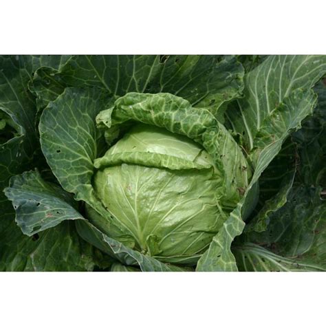 Ruby Perfection Cabbage F1 Hybrid 75 Days