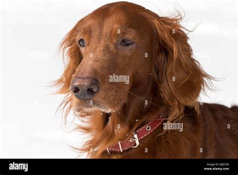 Close Up Red Setter Stock Photo Alamy