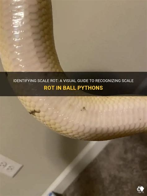 Identifying Scale Rot A Visual Guide To Recognizing Scale Rot In Ball Pythons PetShun