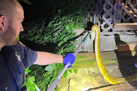 Waterford Police Come Face To Face With Giant 10 Foot Python