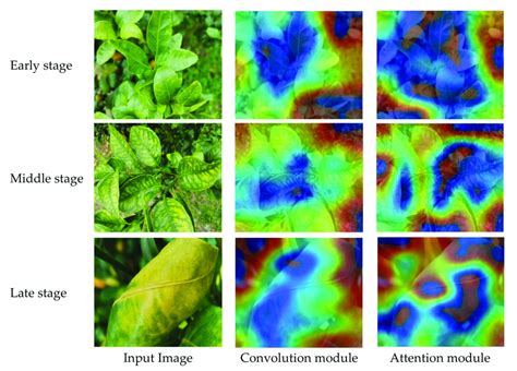 Gradcam Visualization Examples For The Early Middle And Late Stages Of