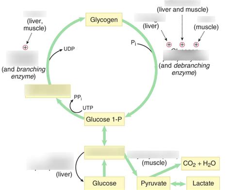 Glycogenesis Diagram