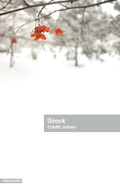 붉은 열매와 함께 완 분기 합니다 계절 크리스마스와 새 해 겨울 배경 개념입니다 클로즈업 사진입니다 0명에 대한 스톡 사진 및 기타 이미지 Istock