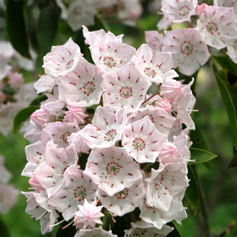 What Is A Mountain Laurel At Barbara Fowler Blog