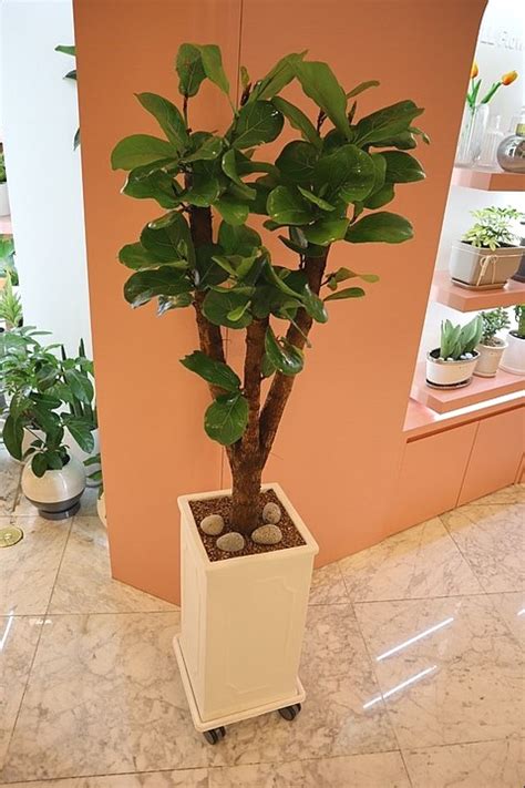 대형떡갈고무나무 대구 고무나무 대구 떡갈고무나무 대구 인테리어화분 대구개업식화분 대구 승진화분 집들이화분 대구