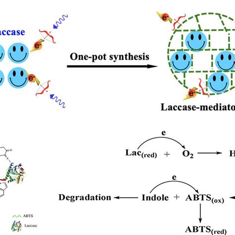 The Immobilization Methods Laccase Sources Mofs Carriers And