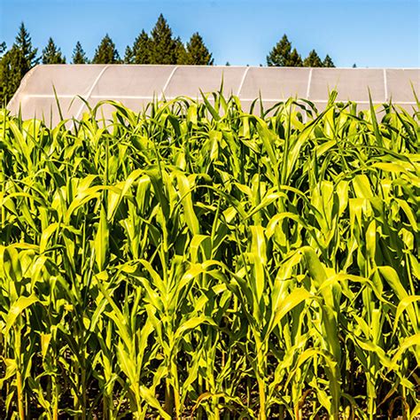 Agribusiness Agriculture