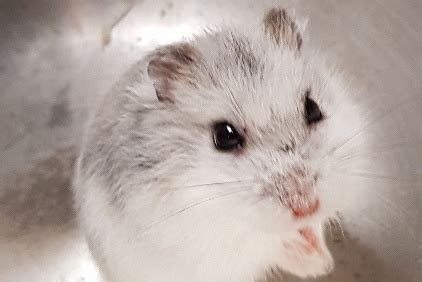 Winter White Hamsters Crittery